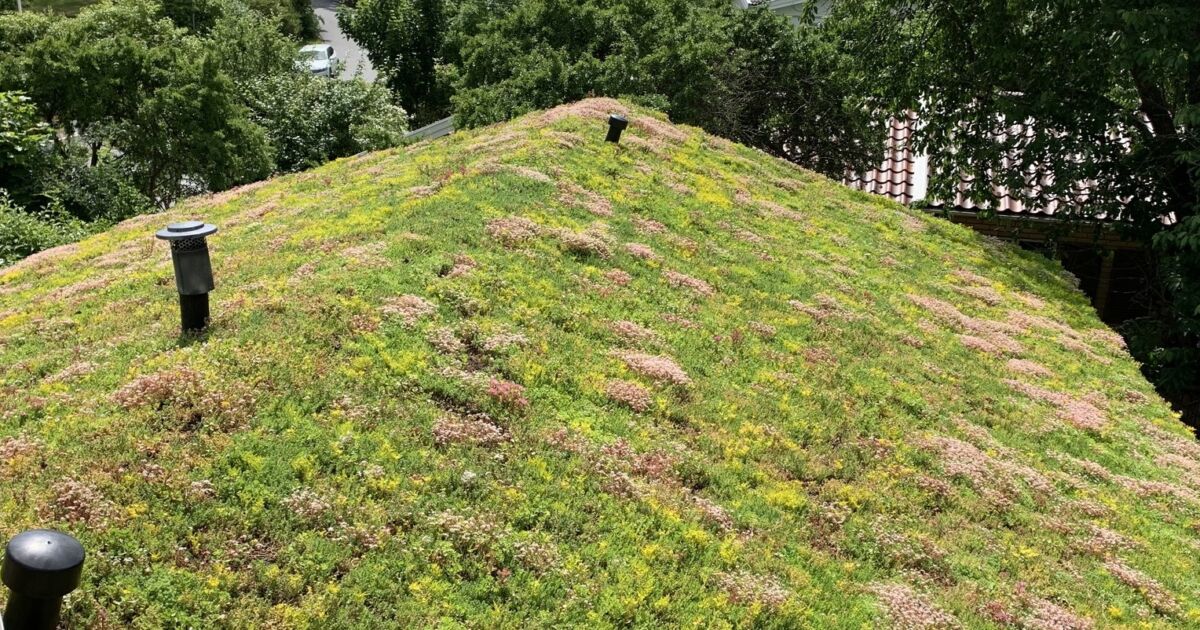 Sedumtak: Grönare tak för hållbarhet och skönhet