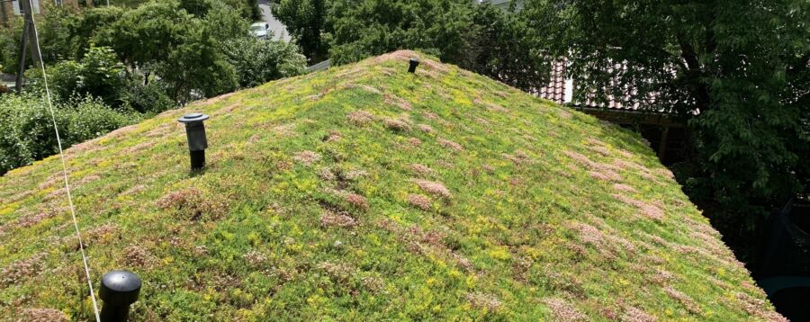 Sedumtak: Grönare tak för hållbarhet och skönhet